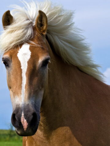 16 Gypsy Vanner Horse Facts - Helpful Horse Hints