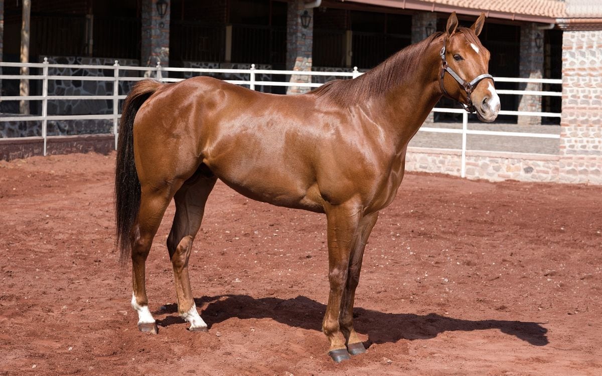 15 Gorgeous German Horse Breeds - Helpful Horse Hints