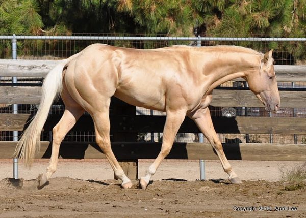 Dun Horse Color — Description, Pictures, and Genetics - Helpful Horse Hints