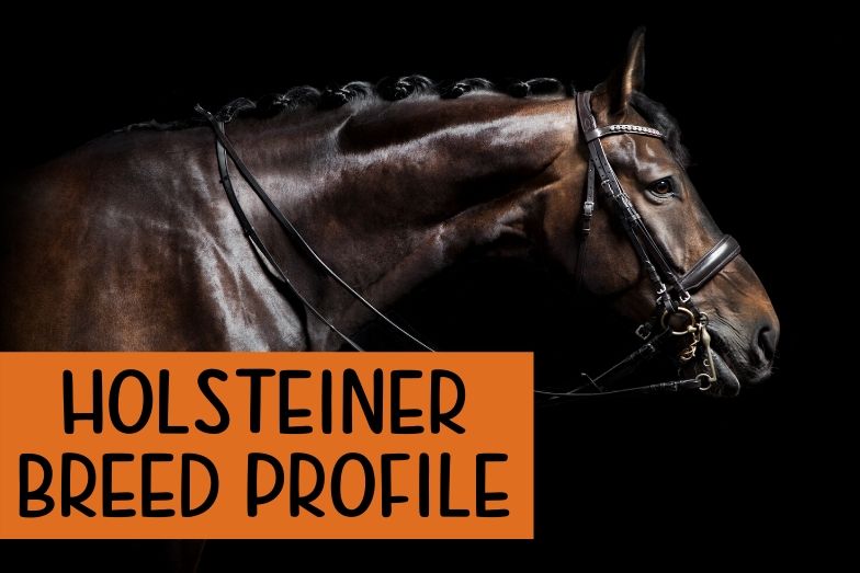 Holsteiner Horse: Breed Profile - History, Height, & Temperament ...