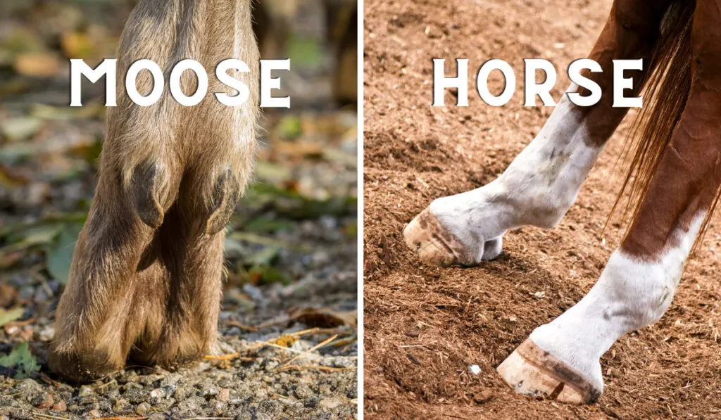 Moose Vs. Horse - Helpful Horse Hints