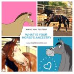 Horse DNA Testing: Guide to Labs and Available Tests - Helpful Horse Hints