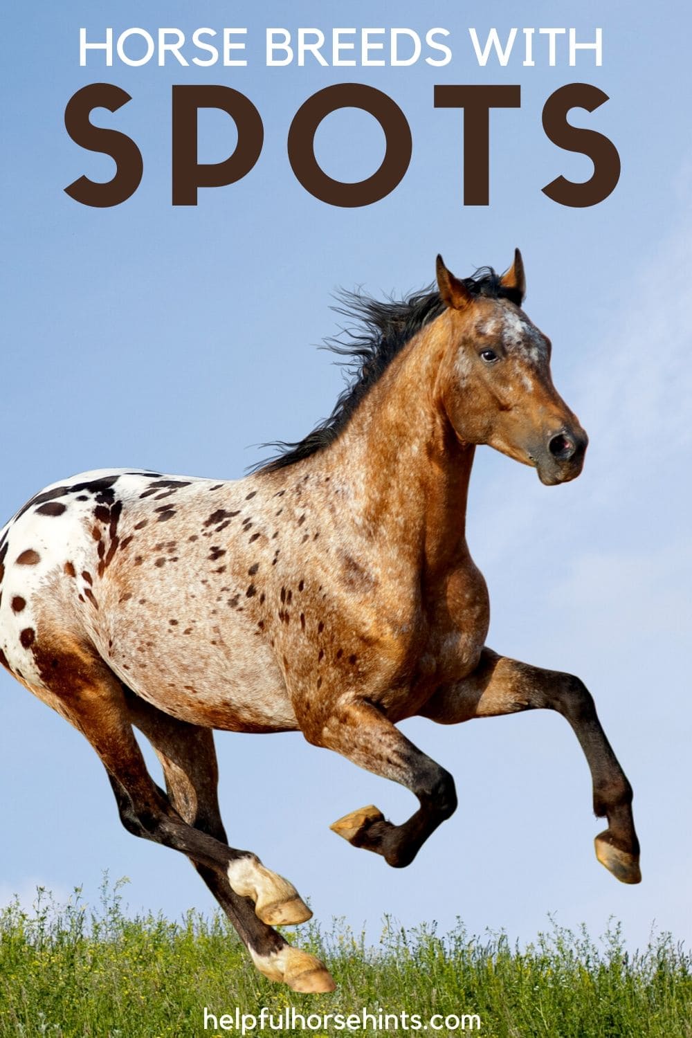 9 Spotted Horse Breeds You'll Love! - Helpful Horse Hints