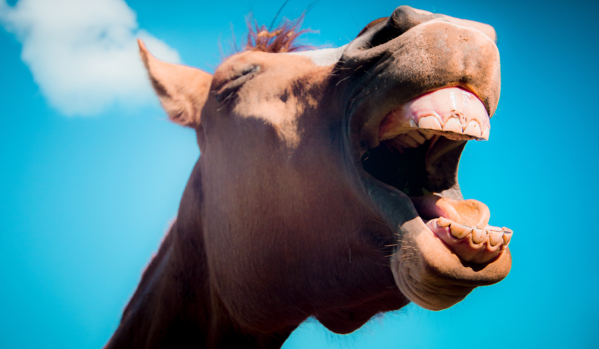 Horse With Buck Teeth