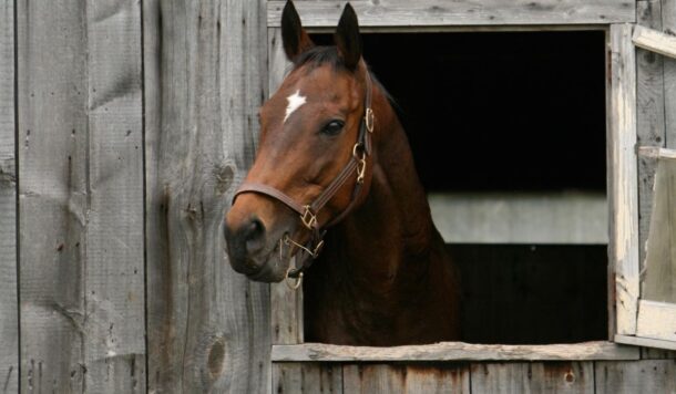 How To Choose The Best Horse Halter For Your Horse - Helpful Horse Hints