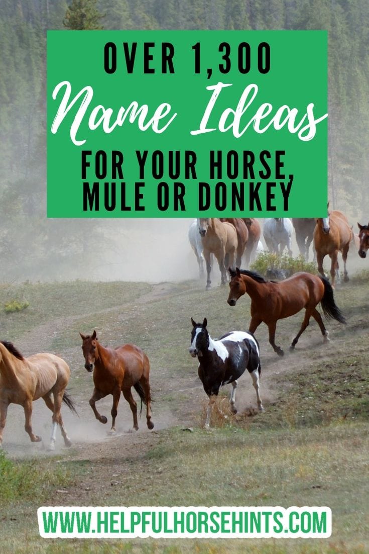 Over 2,300 Horse Names Based on Breed, Color & More! - Helpful Horse Hints