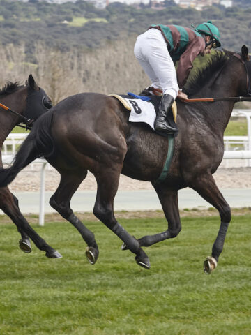 Appendix Quarter Horses: 9 Facts You May Not Realize Are True - Helpful ...