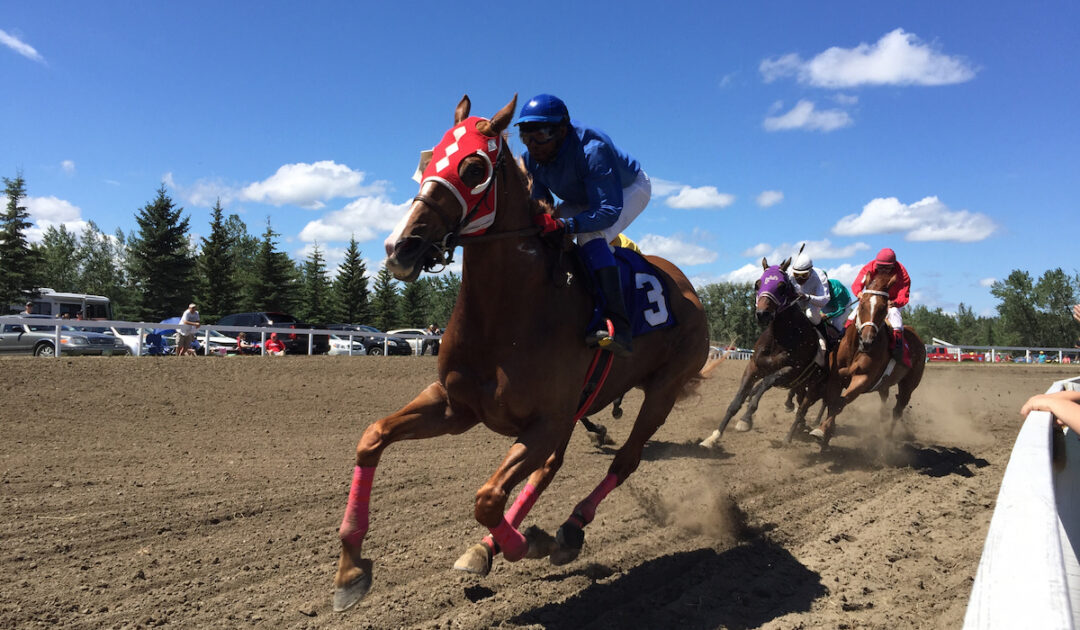 What Does OTTB Mean in the Horse World? - Helpful Horse Hints