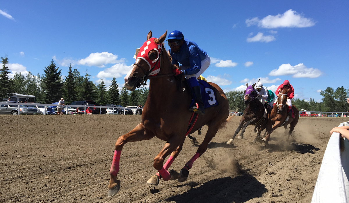 What Does OTTB Mean in the Horse World? - Helpful Horse Hints