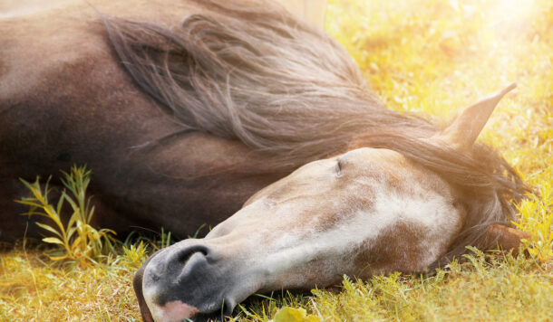 How Horses Sleep - A Detailed Look at When, How & How Long - Helpful ...