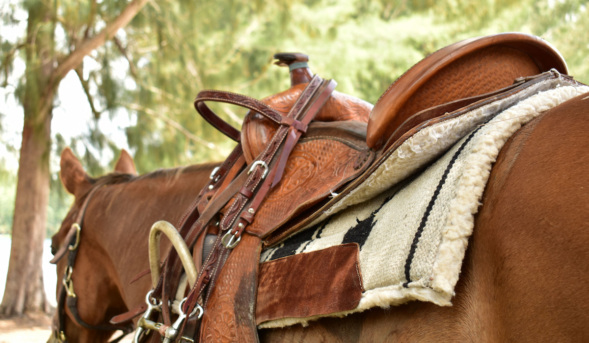 Gaited Saddle vs. Western Saddle - Helpful Horse Hints
