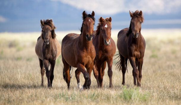 What Temperature Is Too Hot for Horses (+ Cooling Tips) - Helpful Horse ...