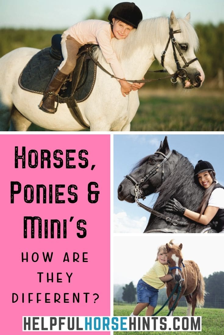 Horses, Ponies and Minis - Differences in Height - Helpful Horse Hints