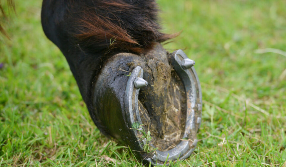 Types of Horseshoe Studs - Helpful Horse Hints