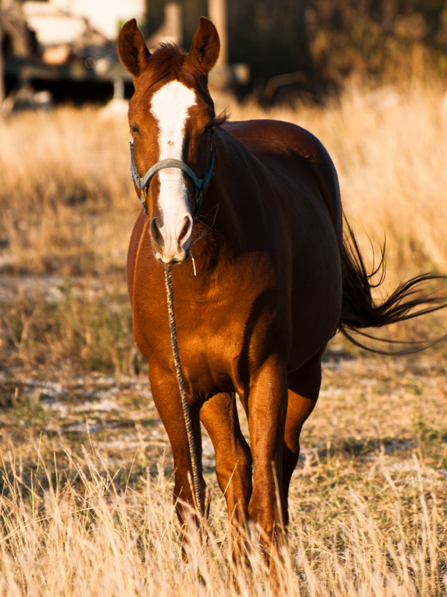 Signs Of Loneliness In Horses How To Help Helpful Horse Hints Signs Of Loneliness In Horses How To Help Helpful Horse Hints