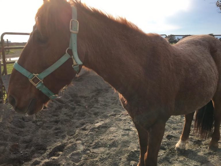 Decoding A Mustang Horse Brand - Helpful Horse Hints