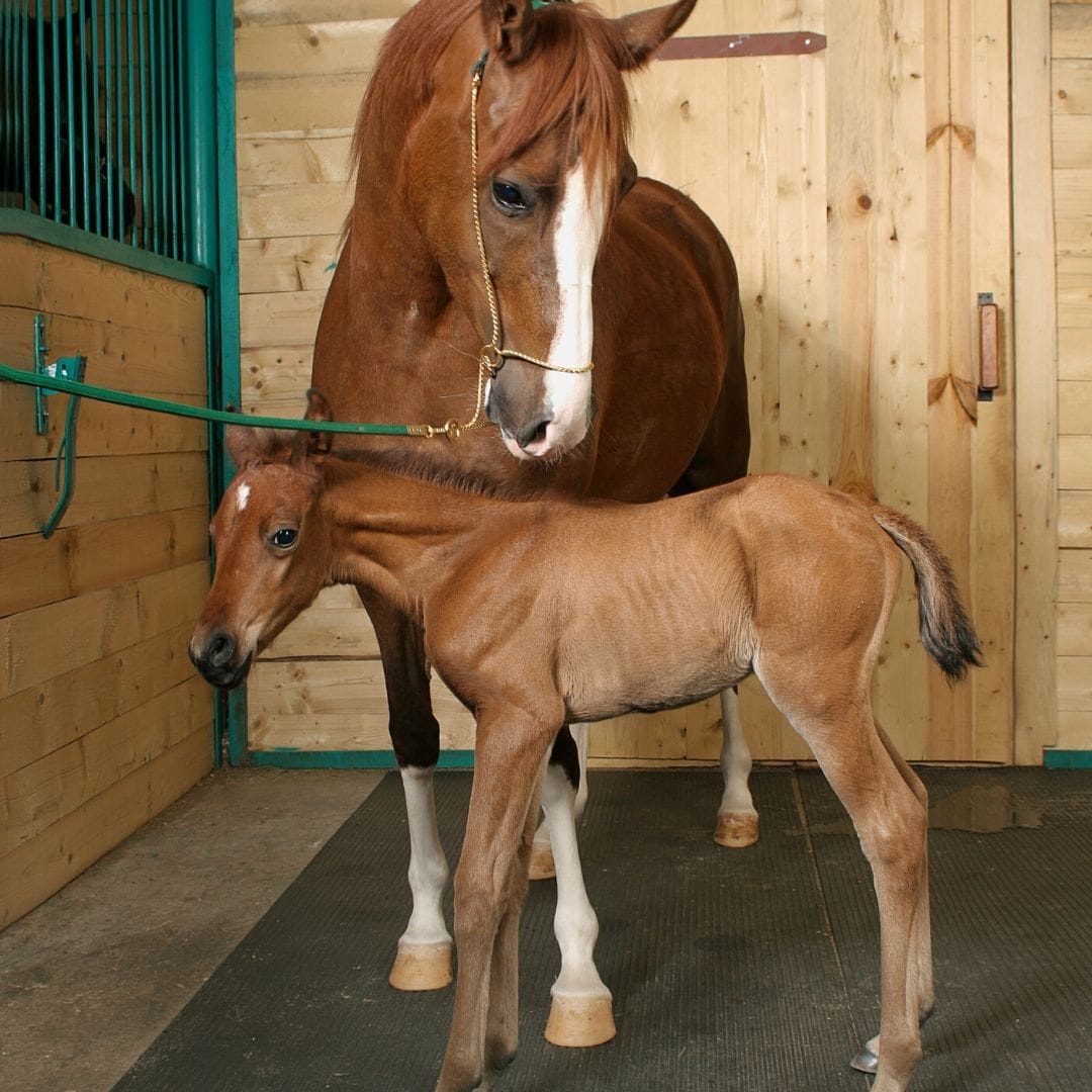 Nurse Mare Foals - Why Foals Are Taken From Their Moms - Helpful Horse ...