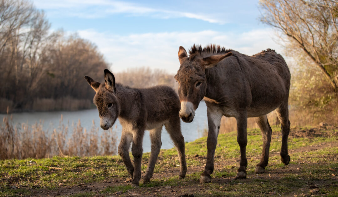 Can Donkeys Reproduce? - Helpful Horse Hints