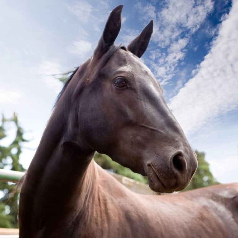 Morgan Horse Breed - History, Types, & Temperament - Helpful Horse Hints