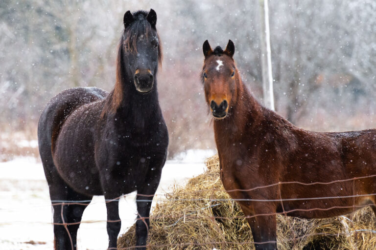 Hackney Pony Breed Profile - Helpful Horse Hints
