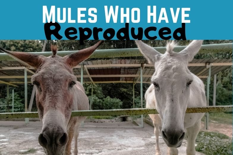Can Mules Reproduce? History Says Yes! - Helpful Horse Hints