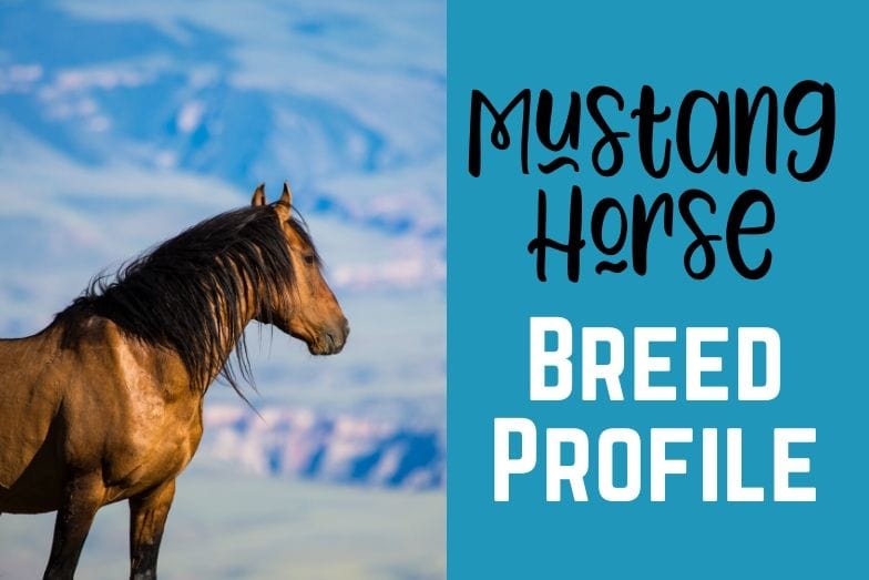 Mustang Horse Breed Profile - Helpful Horse Hints