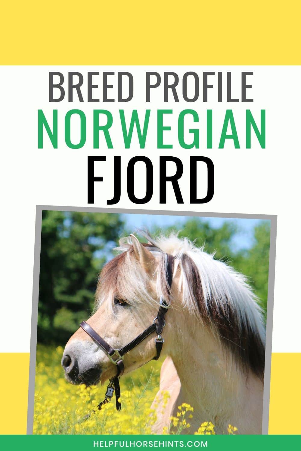 Fjord Horse Breed Profile - Size, Color & Unique Qualities - Helpful ...