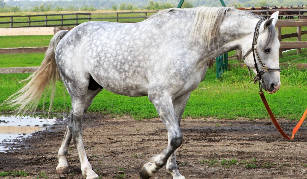 15 Beautiful Italian Horse Breeds (with pictures) - Helpful Horse Hints