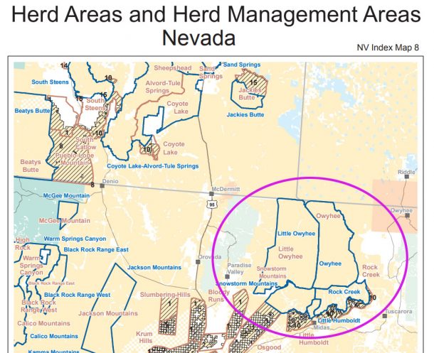 Owyhee & Little Owyhee Mustang HMAs - Helpful Horse Hints
