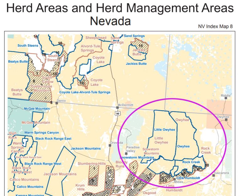 Owyhee & Little Owyhee Mustang HMAs - Helpful Horse Hints