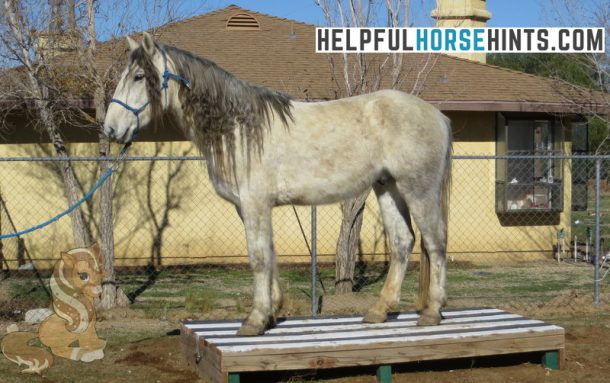 Upstairs & Downstairs: Tips for Navigating Your Horse Safely - Helpful ...