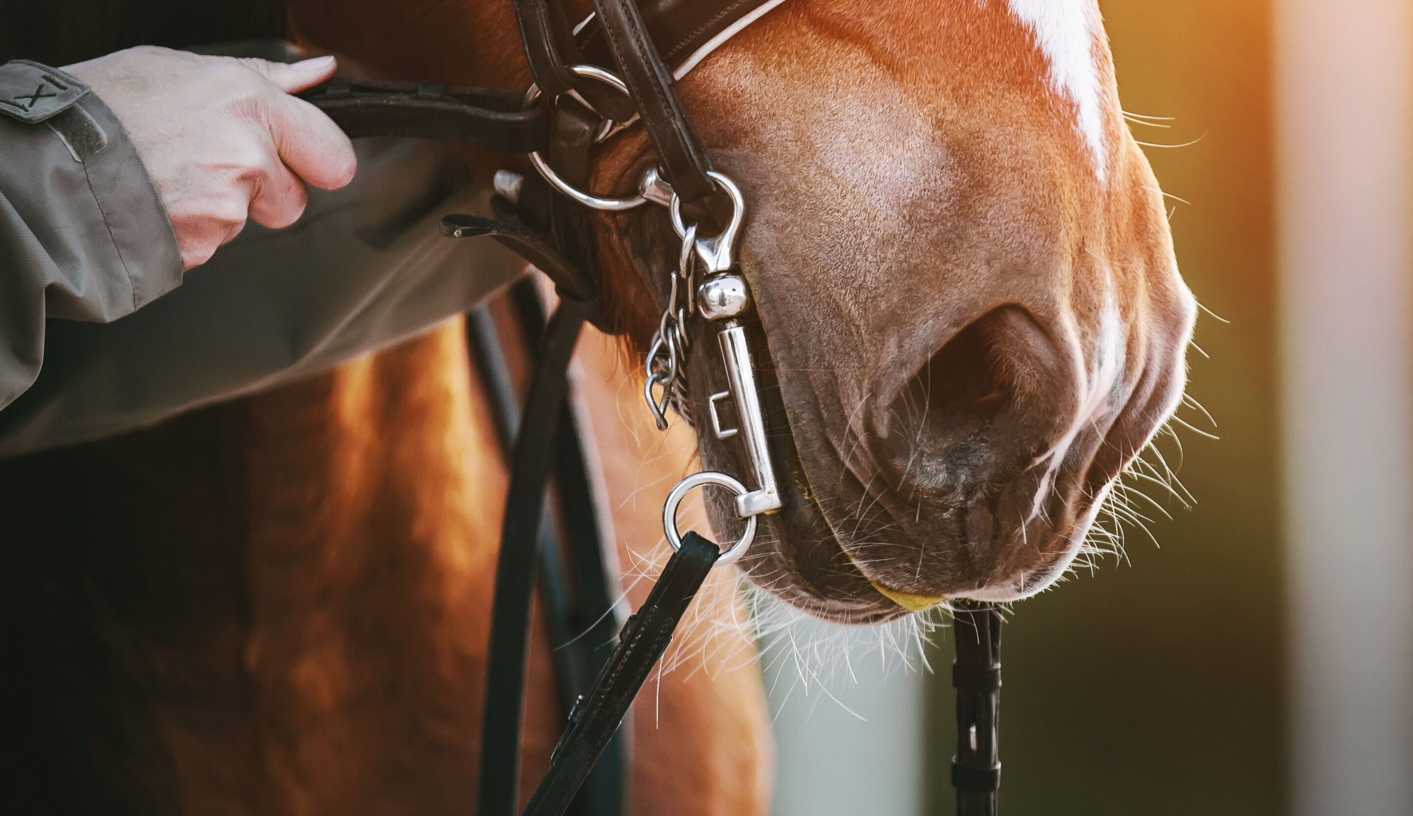 17 Types of Bits for Horses - Helpful Horse Hints
