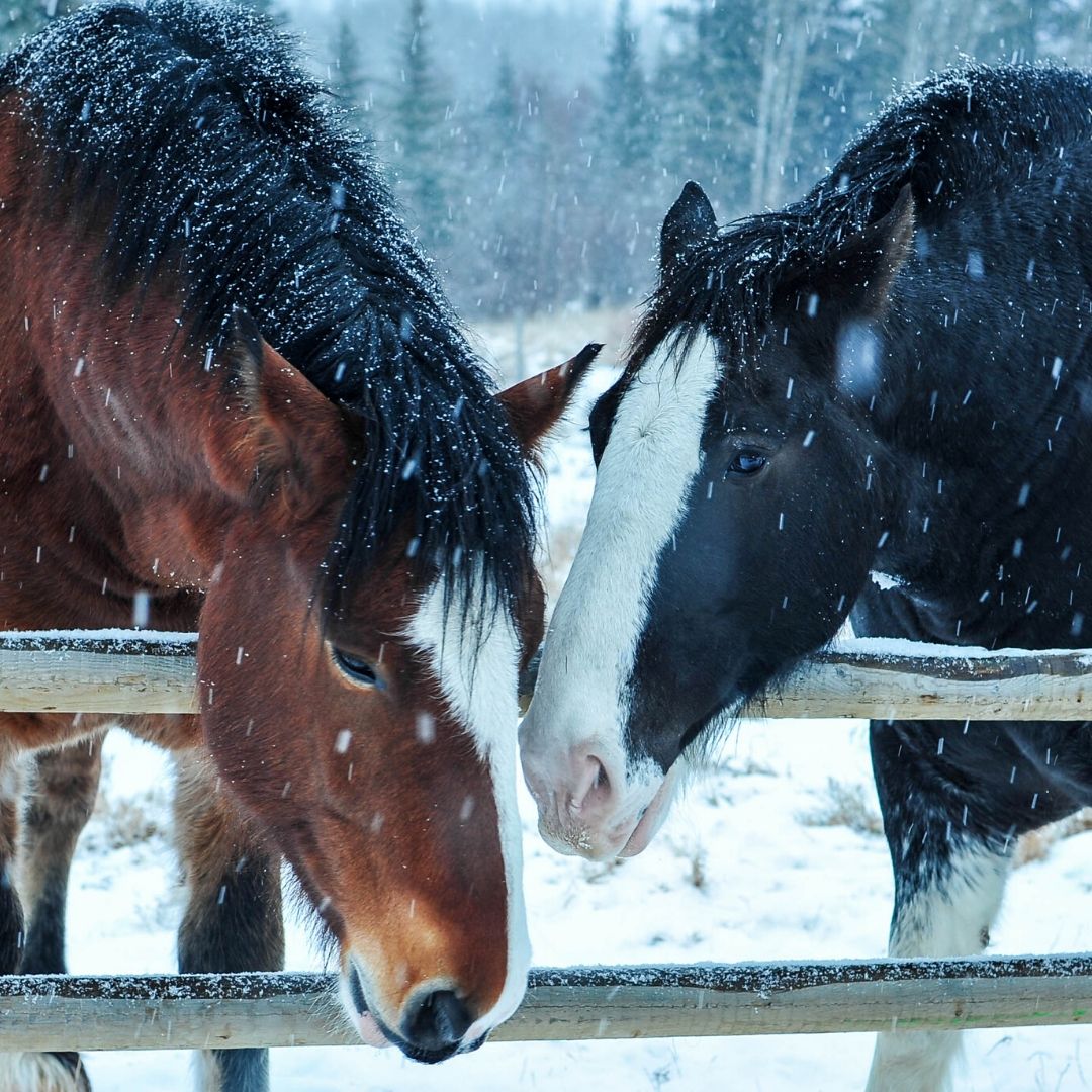 North American Spotted Draft Horse - Origin, Types, and Cost - Helpful ...