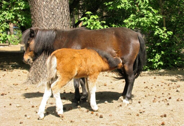 Can A Horse And Pony Mate? Yes, but should they? - Helpful Horse Hints