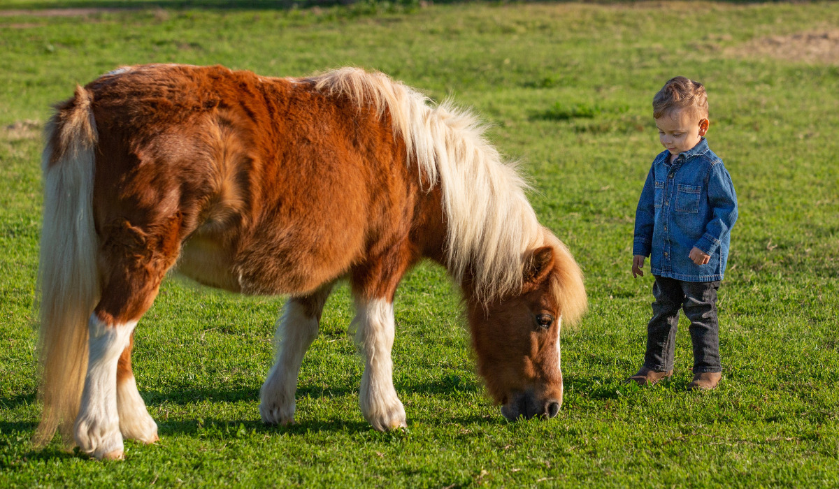 What Do Ponies Eat - Helpful Horse Hints