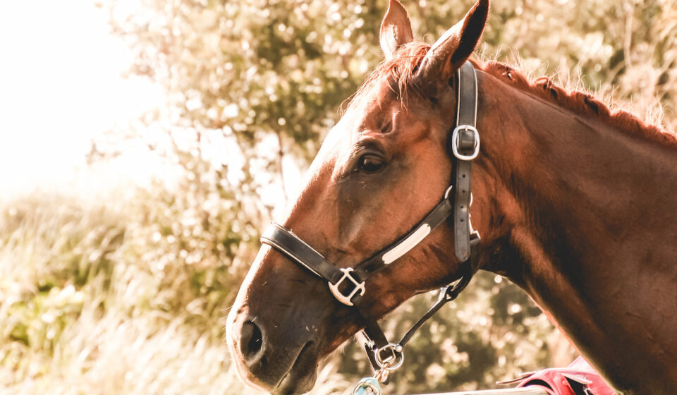 Equine Royalty: The Thoroughbred Horse - History, Characteristics and ...