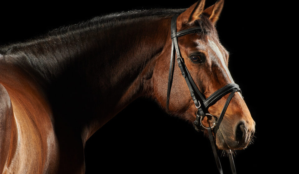 152+ Awesome Bay Horse Names - Helpful Horse Hints