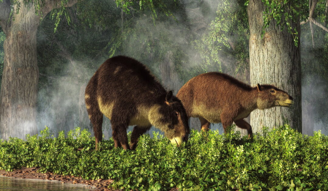 The Origination of Horses - Where They Come From & Evolution - Helpful ...