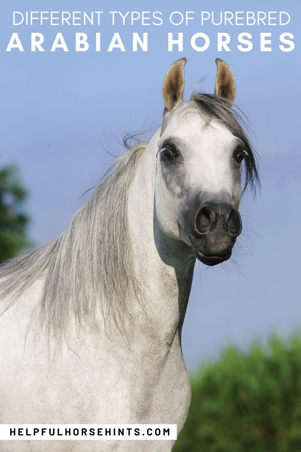 6 Main Types of Purebred Arabian Horses - Helpful Horse Hints