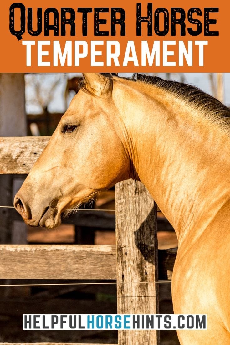 Temperament of the American Quarter Horse - A Detailed Look - Helpful ...