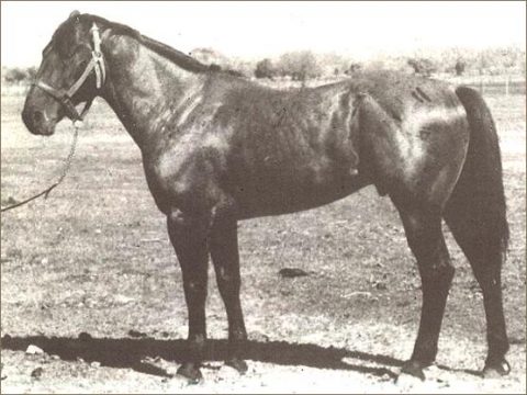 Blue Roan Horse Color Genetics with Photos and Descriptions - Helpful ...