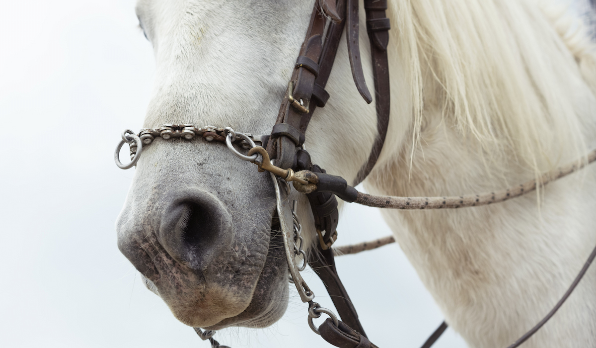 Best Reins for Trail Riding - Helpful Horse Hints