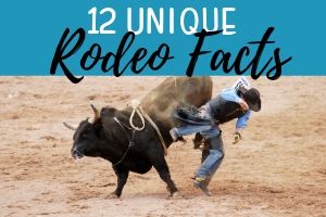 12 Unique Rodeo Facts - Helpful Horse Hints