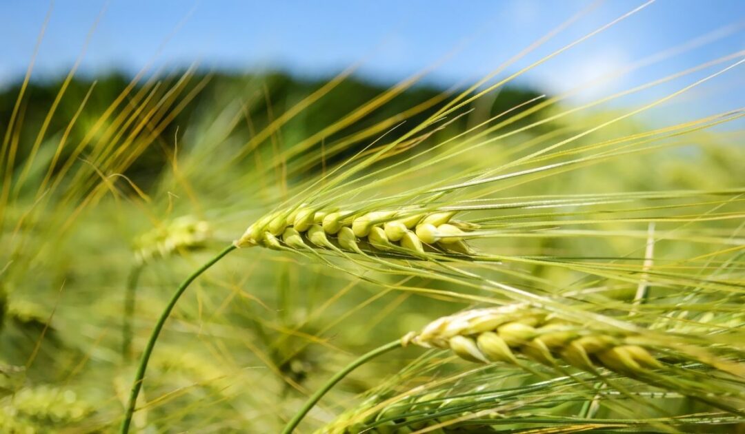 9 Types of Hay Horses Eat - Helpful Horse Hints