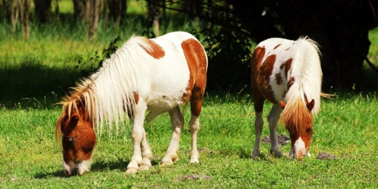 15 Best Riding Horses for Beginners (with Photos) - Helpful Horse Hints
