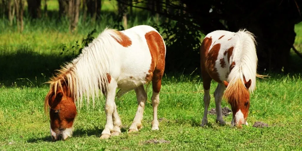 15 Best Riding Horses for Beginners (with Photos) - Helpful Horse Hints