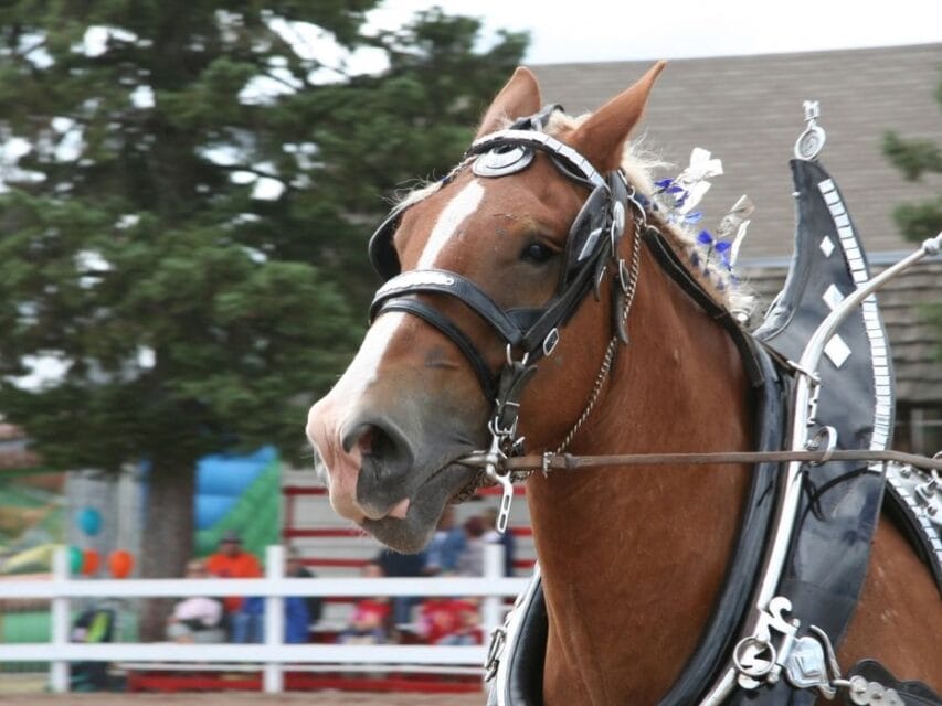 A Look at Some of the Most Common Red Horse Breeds | Helpful Horse Hints