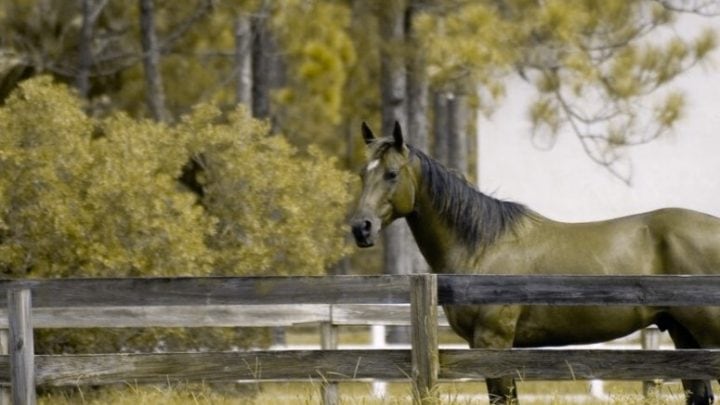 9 Facts About Horse Vision with Diagram & Examples - Helpful Horse Hints