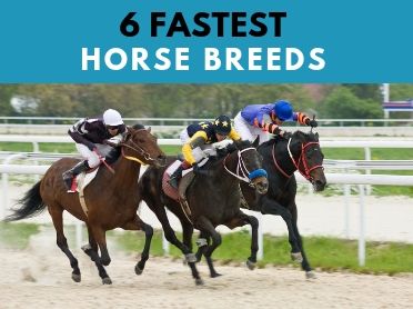 6 Fastest Horse Breeds You Should Know About - Helpful Horse Hints