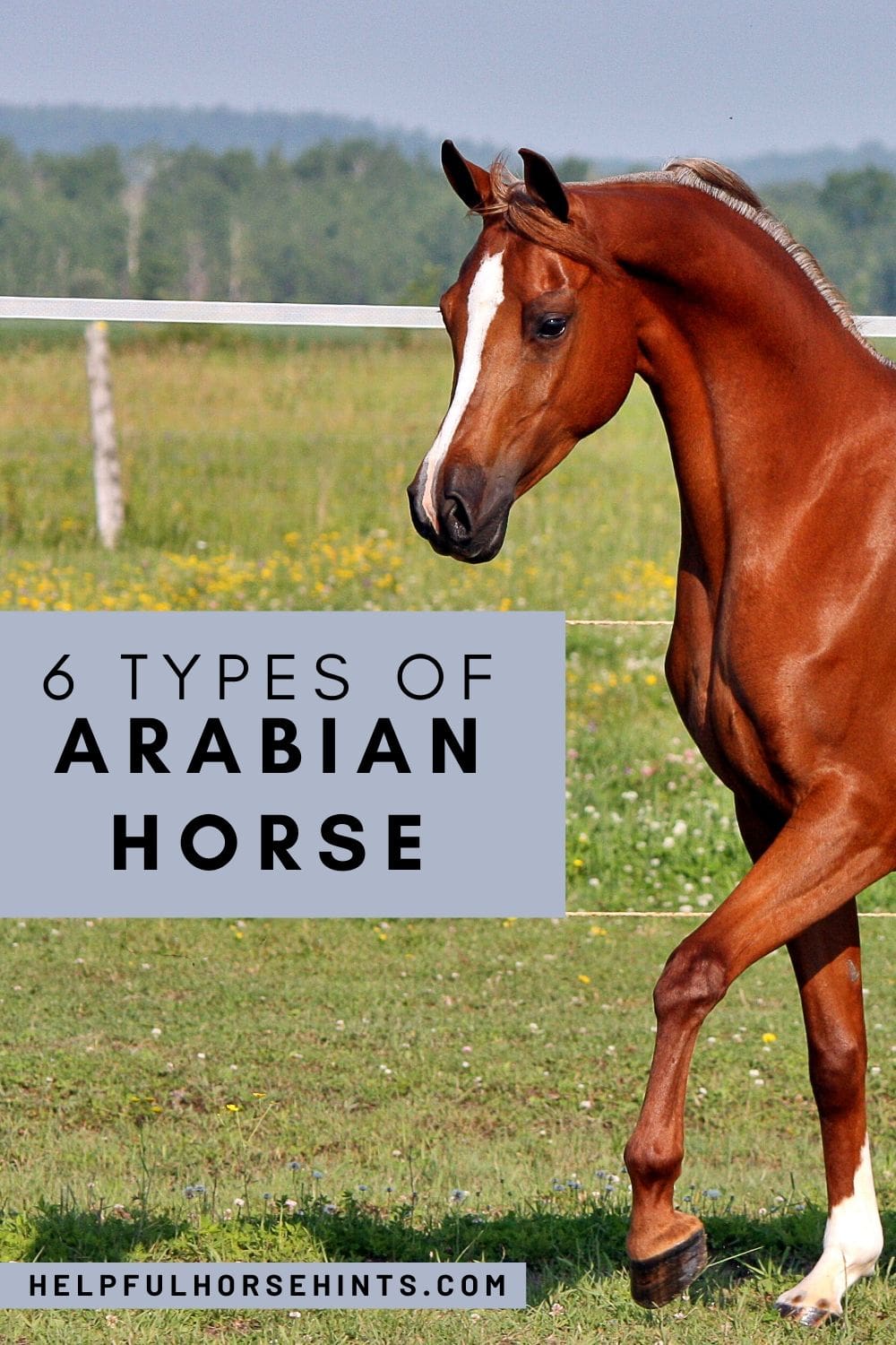 6 Main Types of Purebred Arabian Horses - Helpful Horse Hints